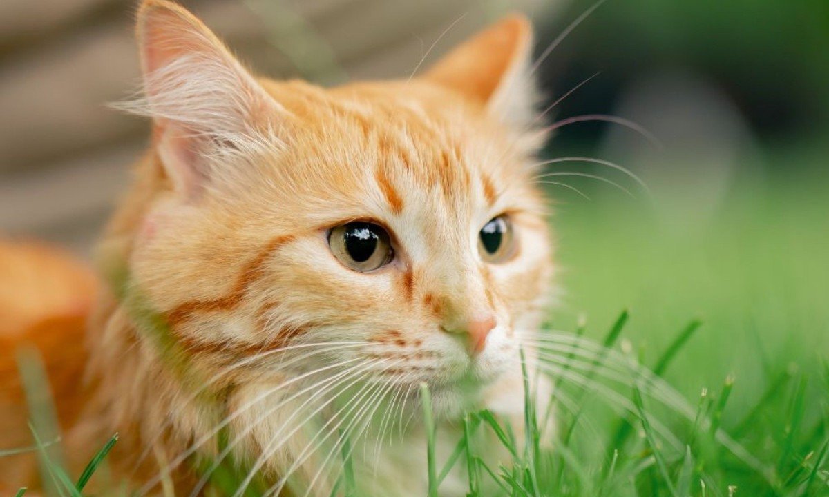 Gato é diagnosticado errado e tutora recebe R$5.000 de indenização
