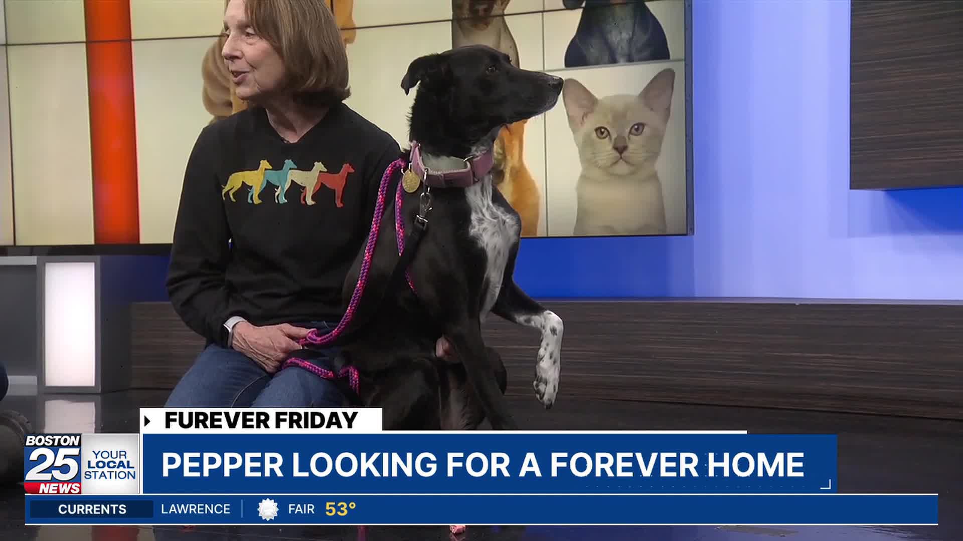 Furever Friday: Pepper looking for a forever home