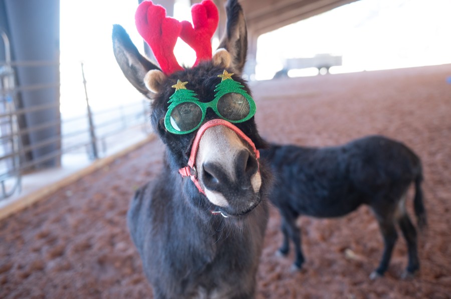 World Donkey Day celebrates sisters’ weight loss journey before finding ...