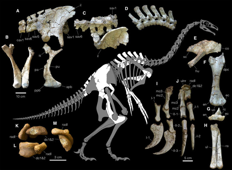 Scientists discover fossils of massive claws from a dinosaur on a diet ...
