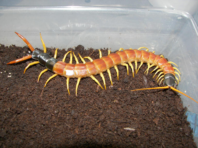Disturbingly long 16-wheel-drive semi-truck looks like a centipede