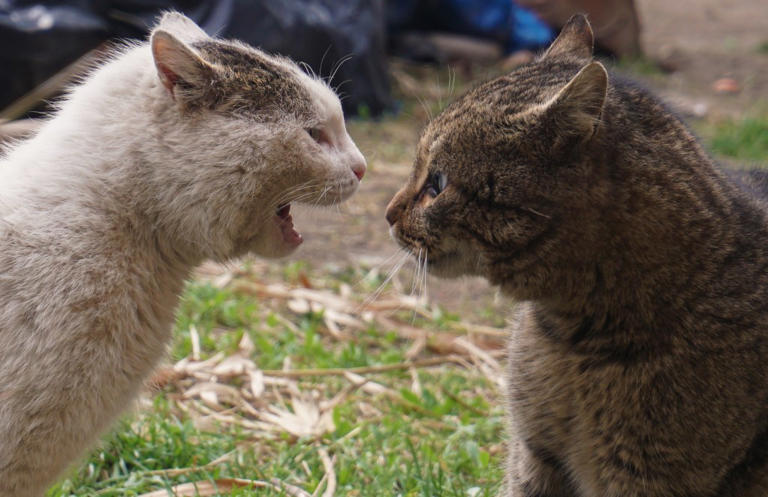 How to tell if your cat is being bullied—and what to do about it