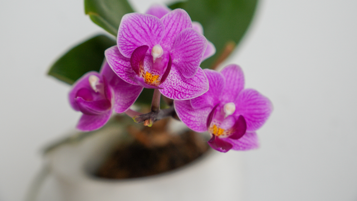 Westerlay Orchids launches adorable mother and child orchid design for ...