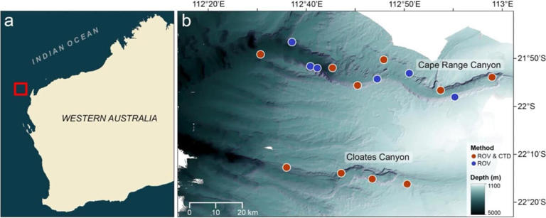 Scientists found a giant squid in Australia’s remote canyons, no ...