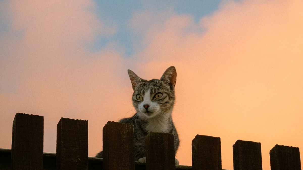 When a cat knows it's going to die soon, it leaves these 7 messages for ...
