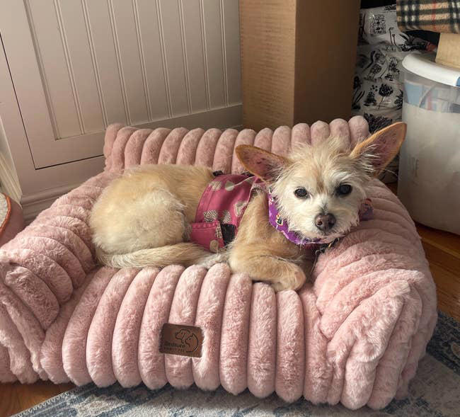 If you're obsessed with your pet, you'll want to spoil them with these ...
