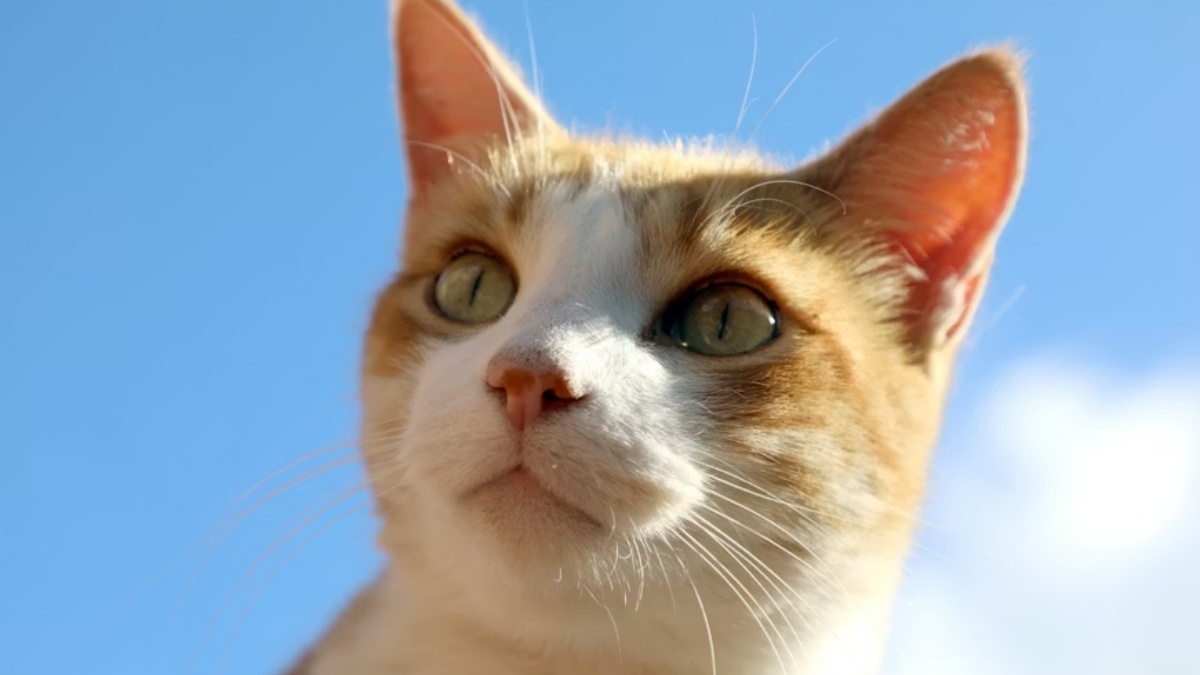 Your cat knows you love him, even if he doesn't always show it