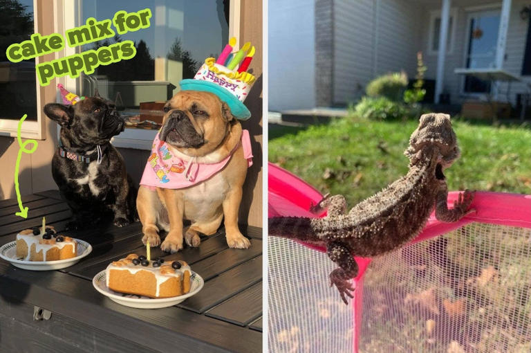 If you're obsessed with your pet, you'll want to spoil them with these ...