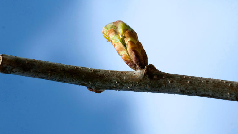 Is spring running late? Some oak trees may be holding back for a reason