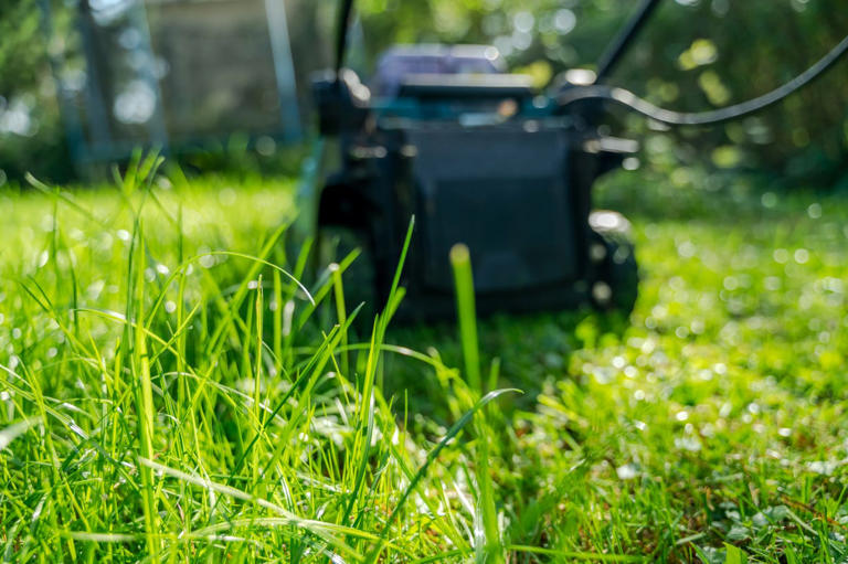 The worst time of day to mow your lawn might surprise you