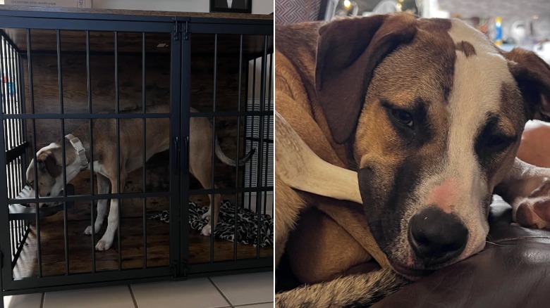 Rescue puppy ends up growing much larger than anyone expected