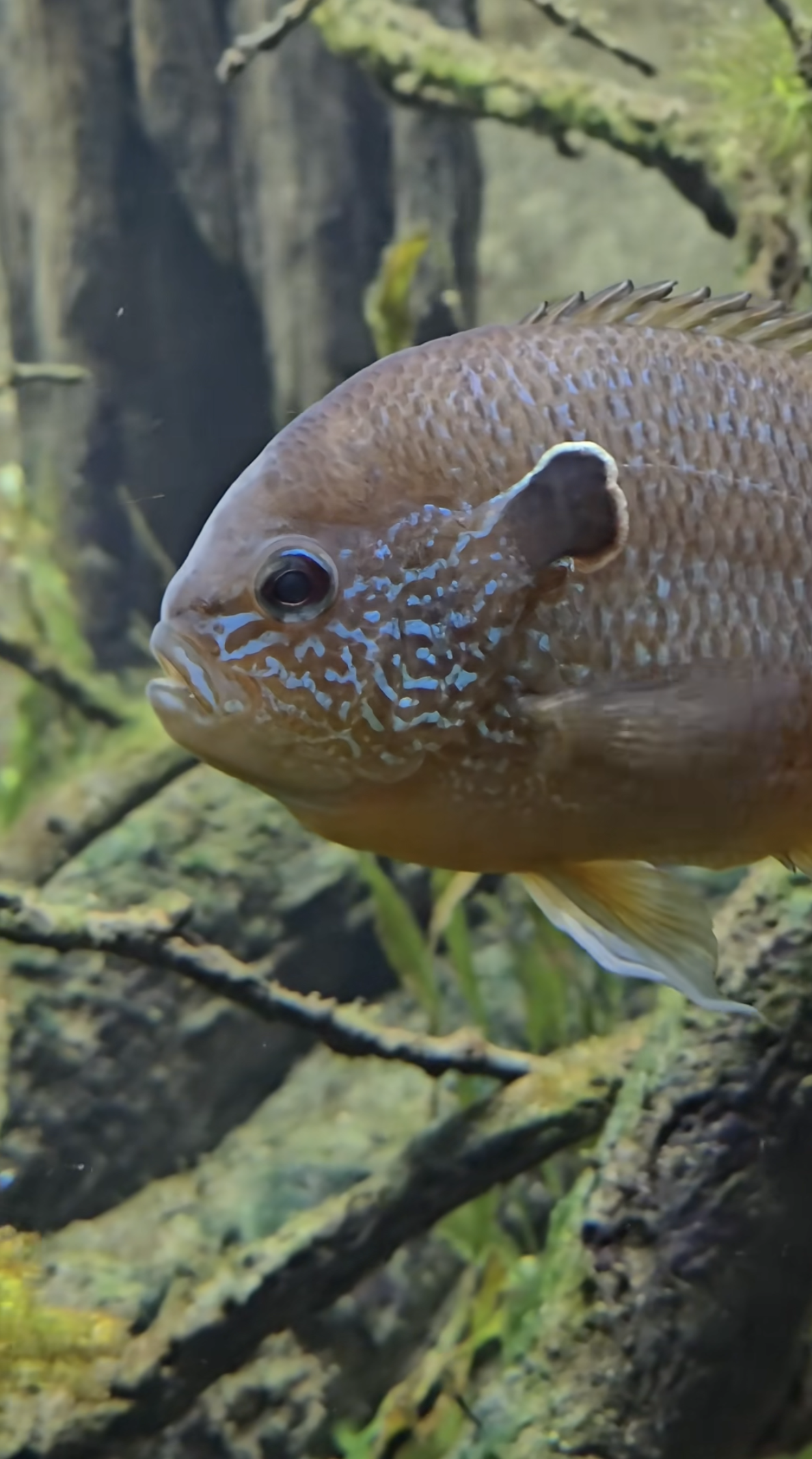 Shedd Aquarium makes Chicago feel like an ocean trip