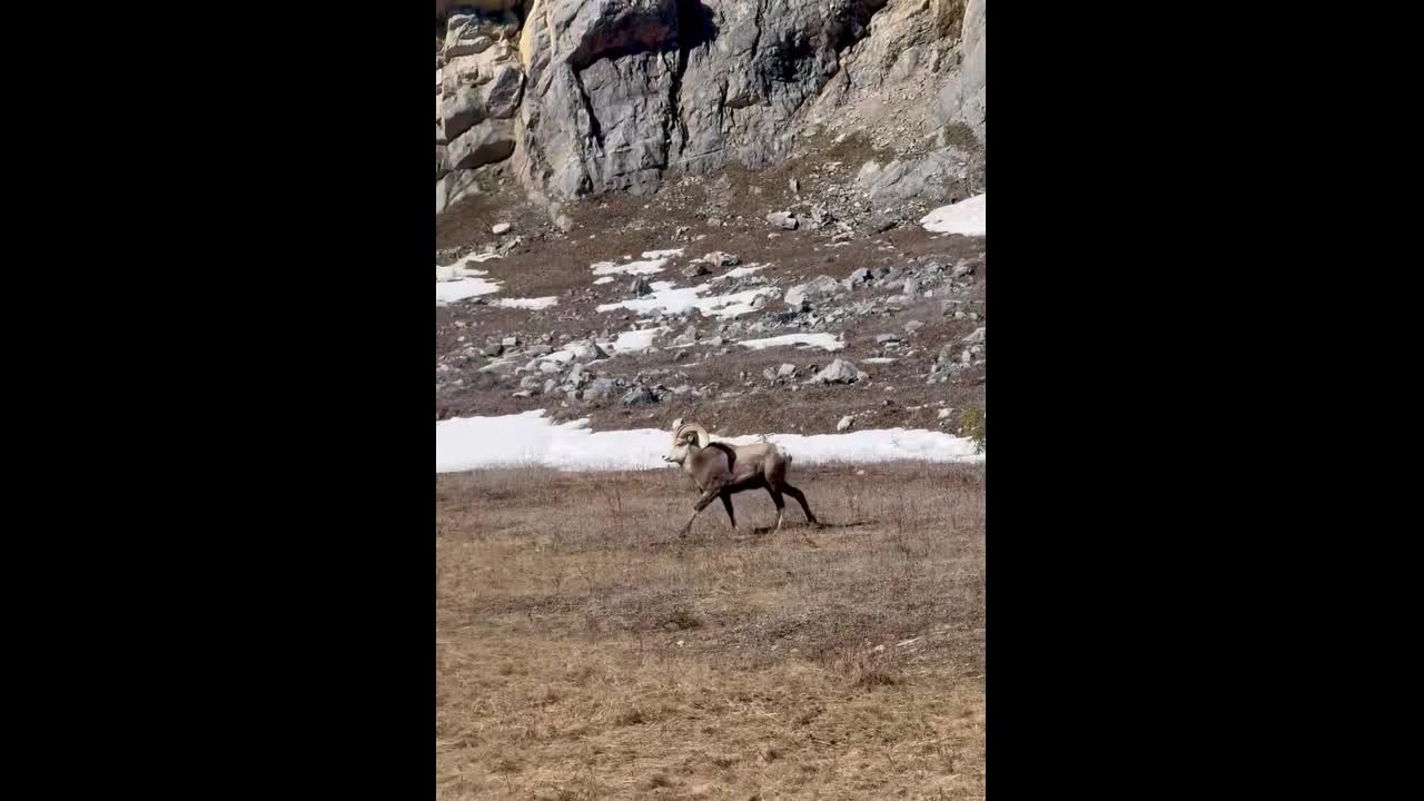 Stone sheep spotted in Muncho Lake Provincial Park