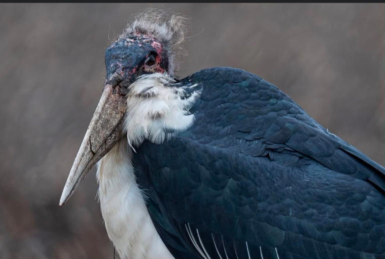 Sightings of giant African stork puzzle Wisconsin birders