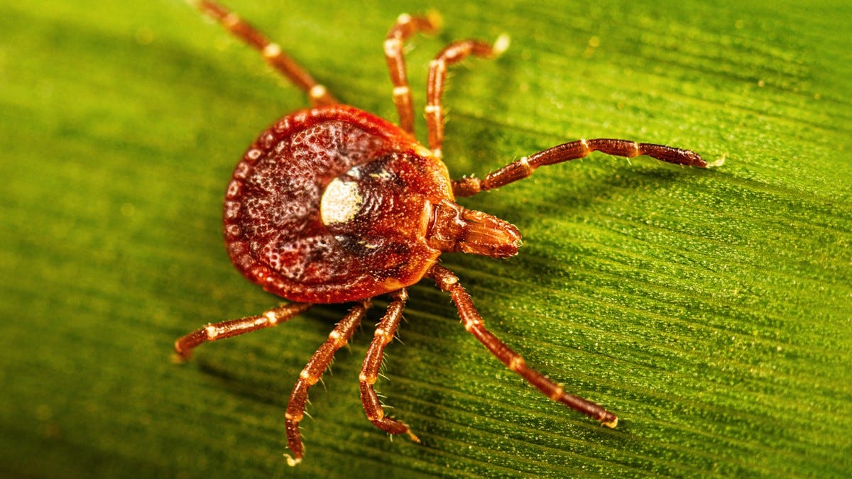 Can your dog, family pet get Lyme disease?