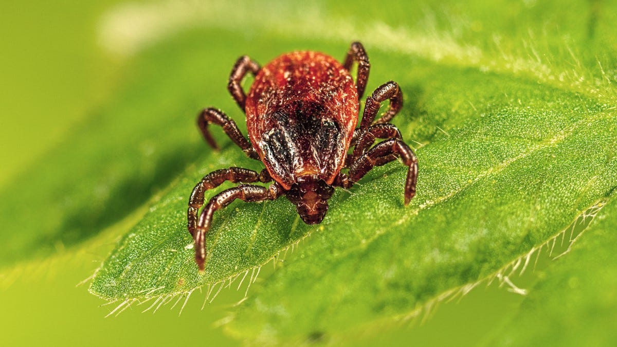 Yep, Arizona has ticks. Here's where they live and how to avoid them