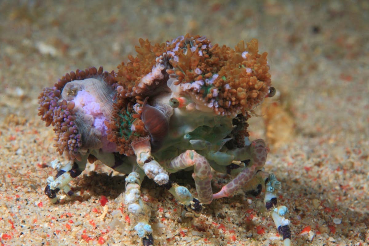 Decorator crabs camouflage themselves in stunning underwater footage