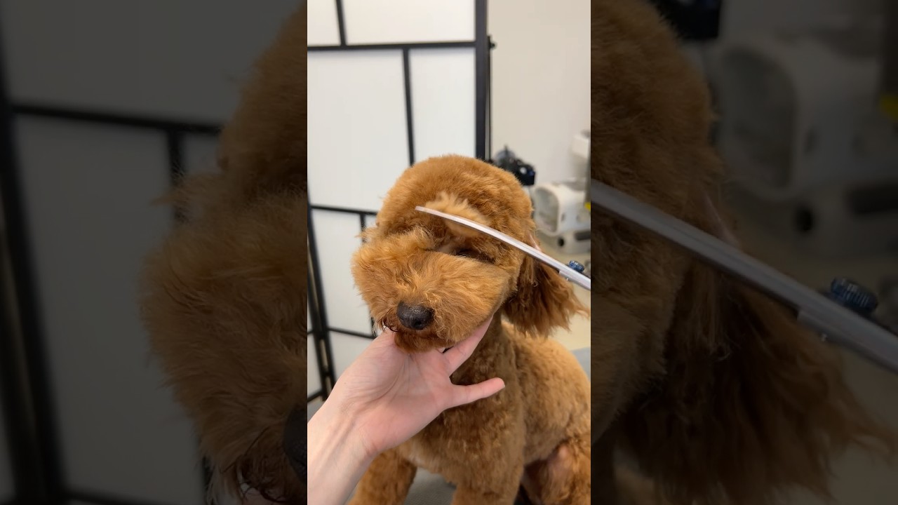 Fluffy poodle transformation: Professional dog grooming step-by-step