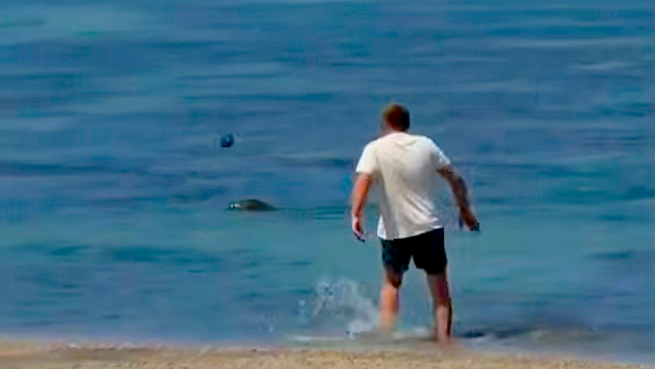 Tourist Mauls Beloved Maui Monk Seal With Rock Then Gets Beaten Up On