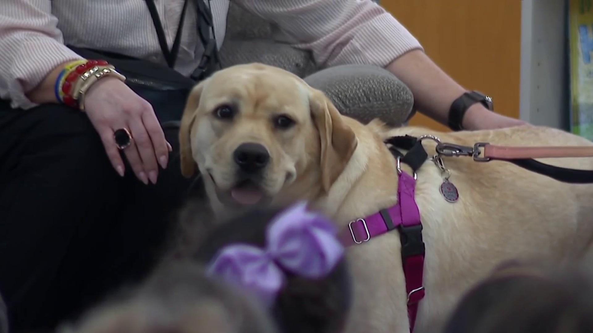 Waterford students learn water safety thanks to a special dog named Bay