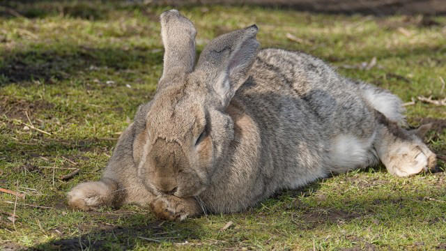 Group of nuns work to save breed of giant rabbits from extinction