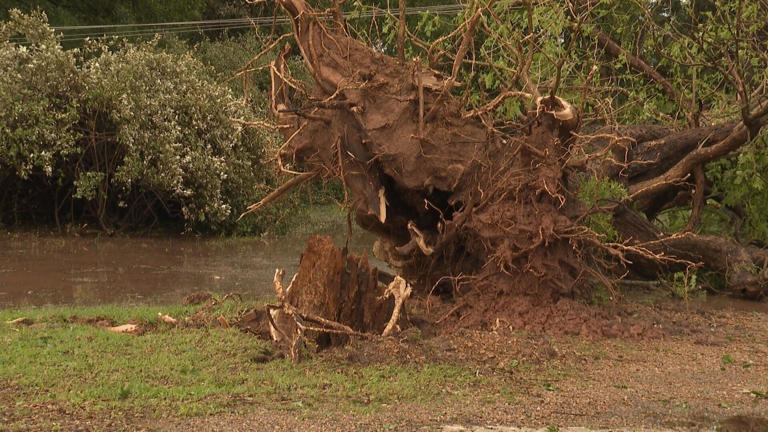 Plaucheville storm damage caused by a macroburst, not a tornado