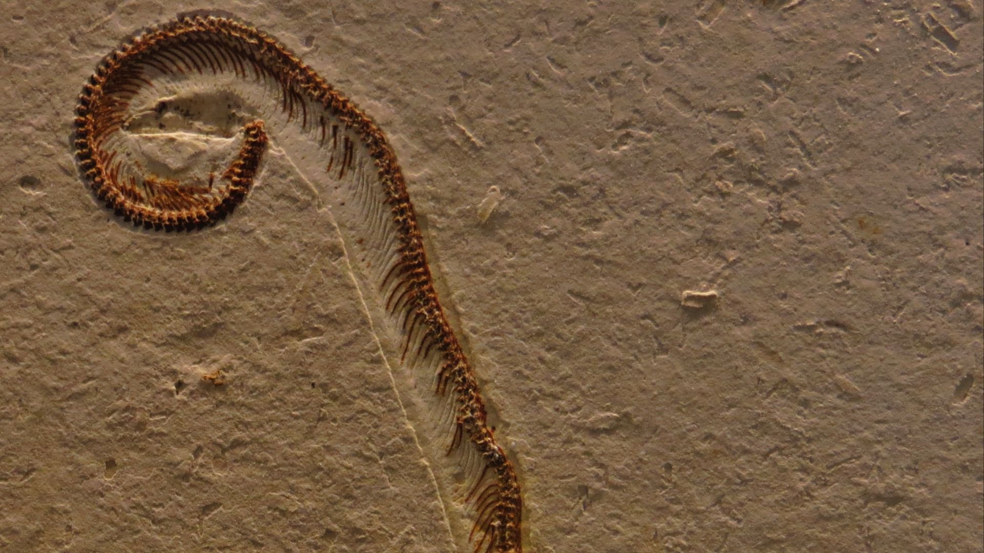 20 fossils scientists got completely wrong, and what it took to finally ...