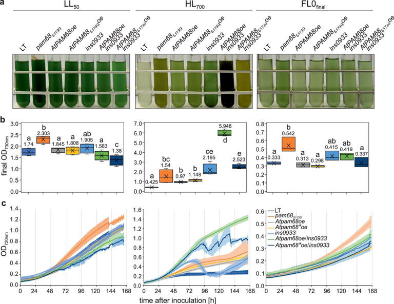 Lab-evolved cyanobacteria survive minute-by-minute light swings ...