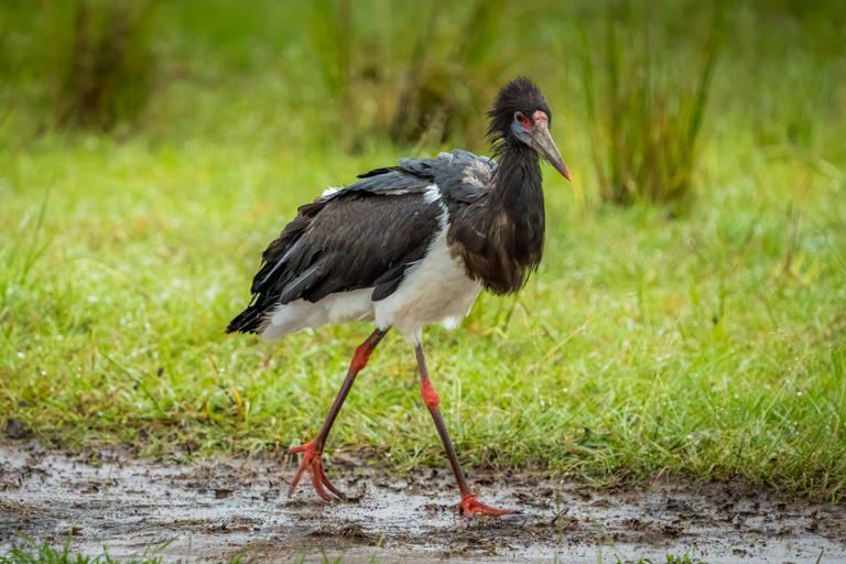 Up to half the bird species using the African-Eurasian flyway are declining