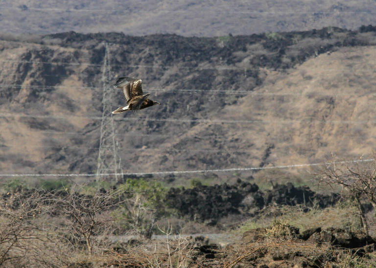 Up to half the bird species using the African-Eurasian flyway are declining