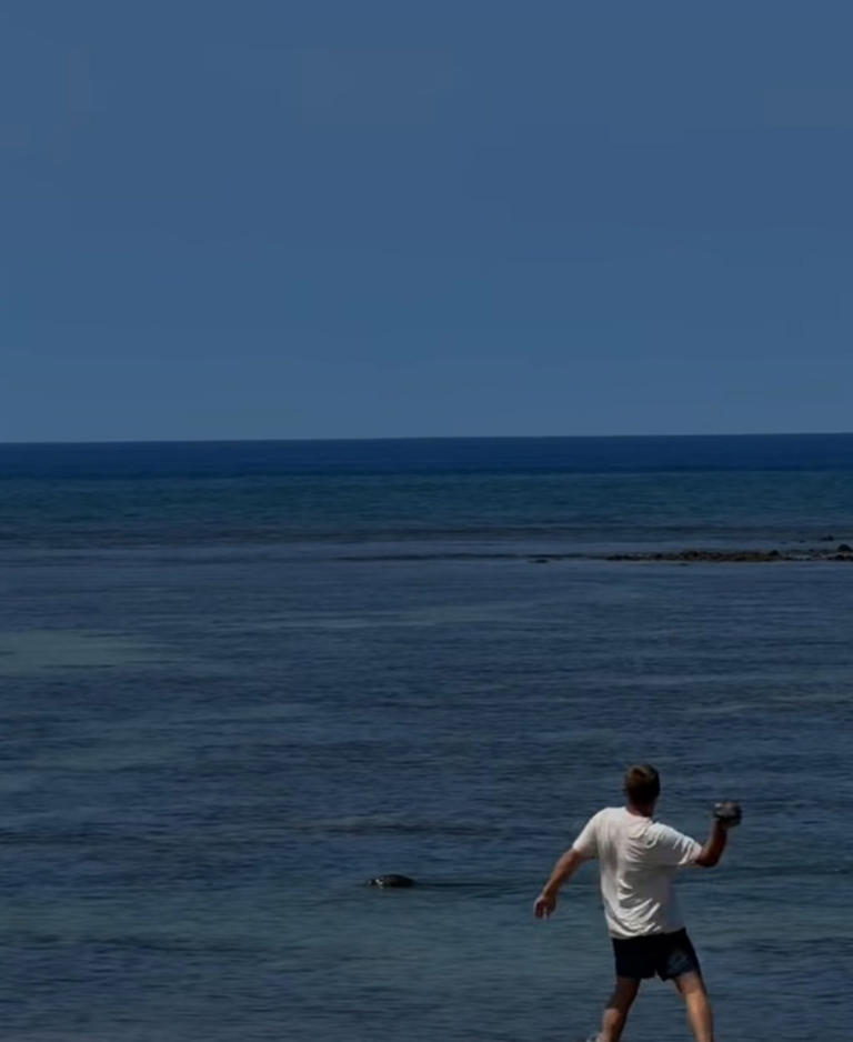 Hawaii erupts with rage as man tosses huge rock at endangered seal Lani ...