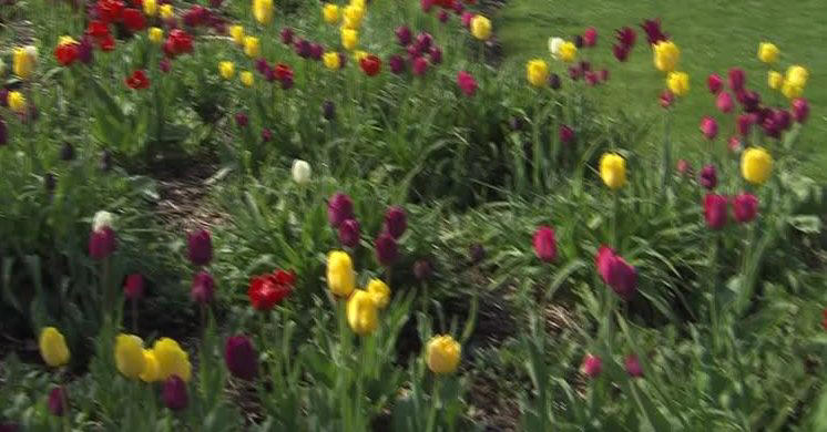 Largest spring flower display in Wisconsin blooms just in time for ...