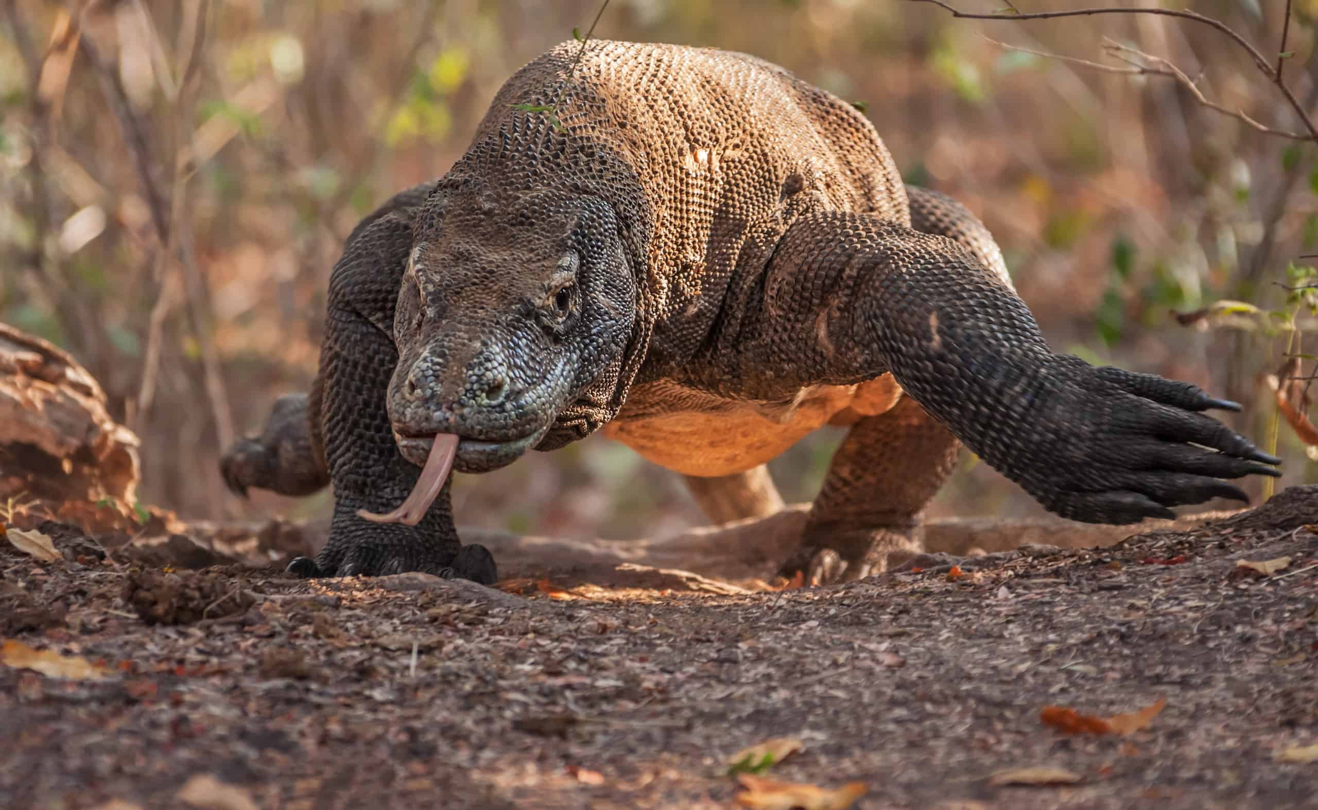 The massive lizard that can grow longer than a couch
