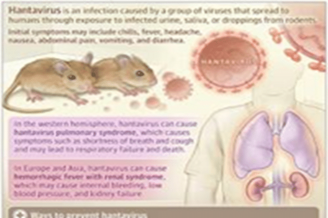Who Hantavirus Alert How Much More Dangerous Is Hantavirus Than