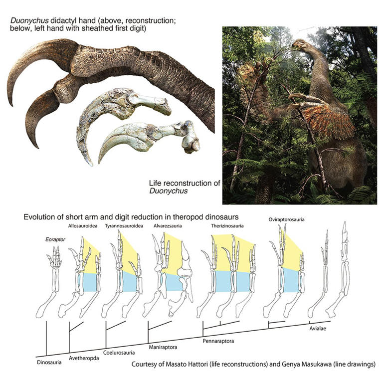 Scientists discover fossils of massive claws from a dinosaur on a diet ...