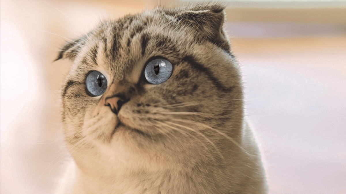 Do you have one of these cats? They're the ones that tend to live the ...