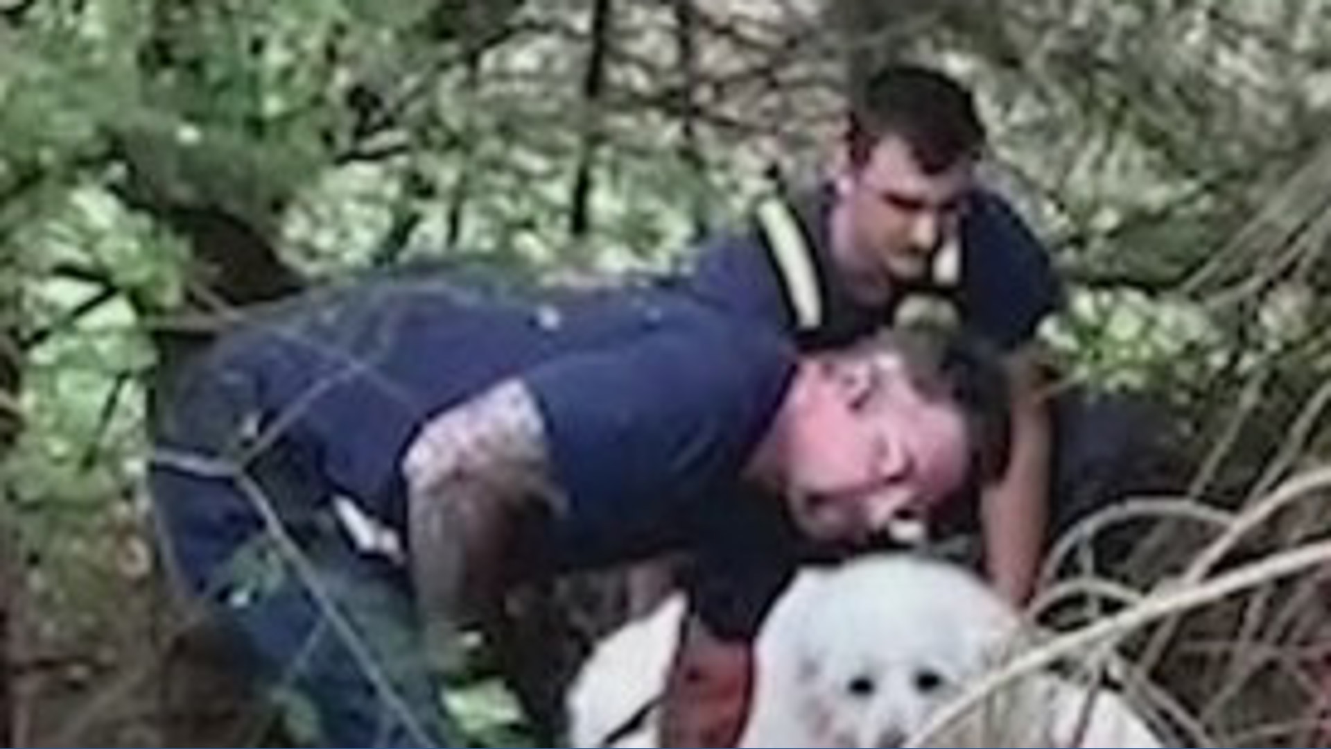 Dog rescued from steep embankment after getting stuck while chasing a ...