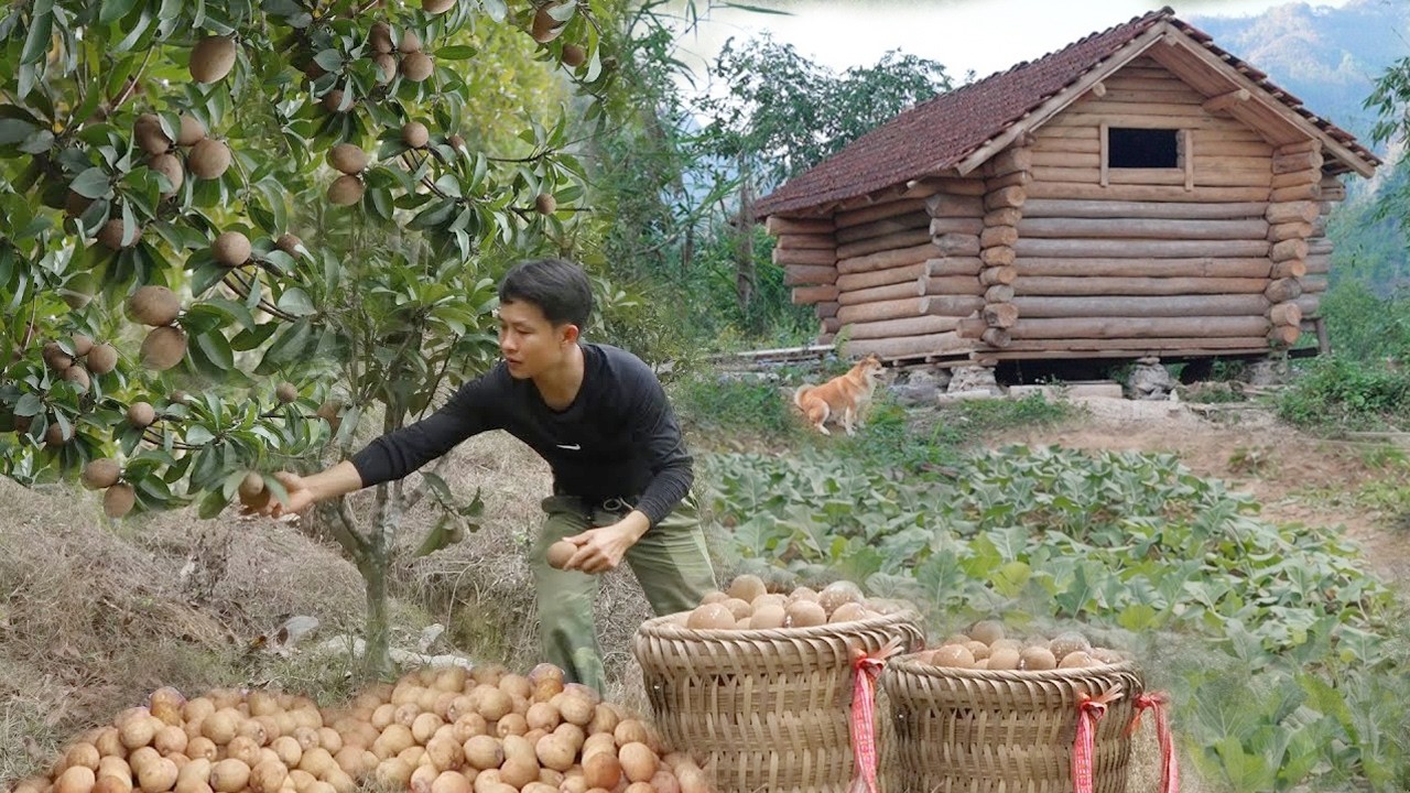 How I harvest sapodilla and pineapple for profit