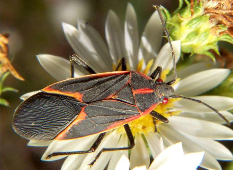 Si vous voyez cet insecte, surtout ne l'écrasez pas