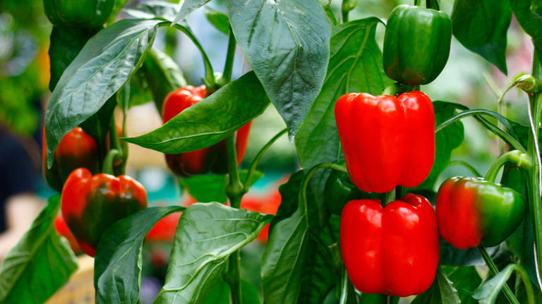 Not basil, not mint: plant peppers by this herb for fewer pests ...