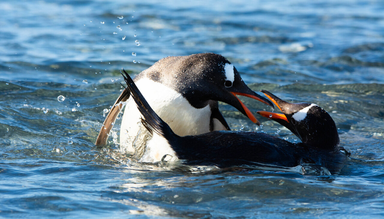 Scientists split gentoo penguins into four species, one totally new to ...