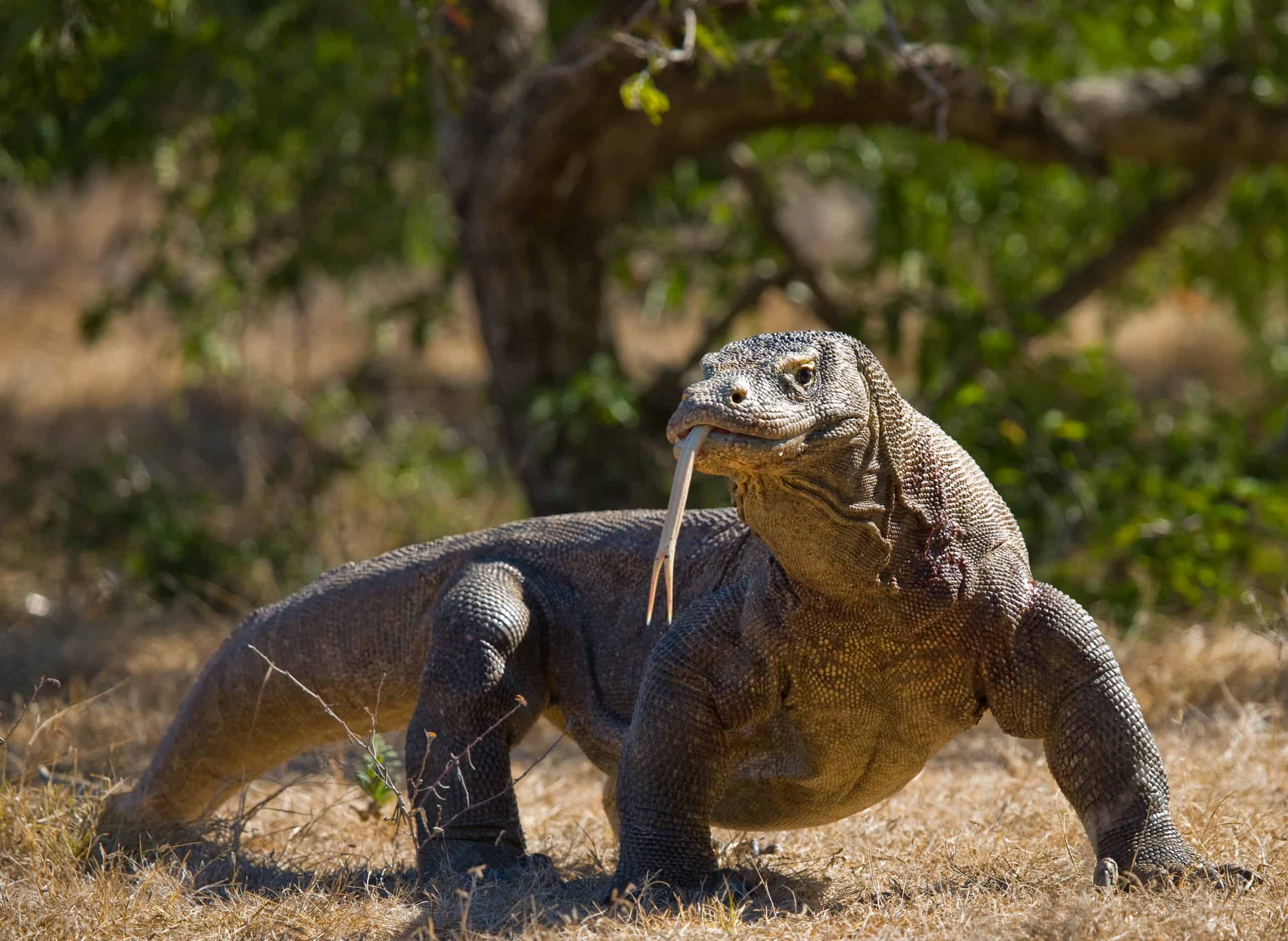 The massive lizard that can grow longer than a couch