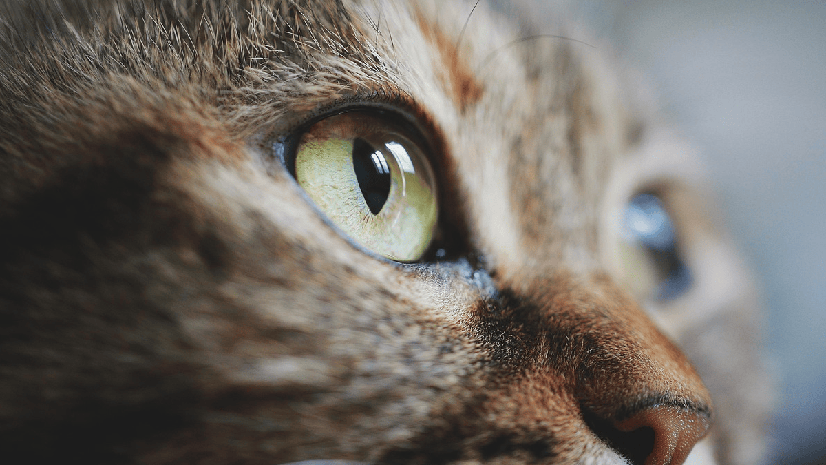 The 5 emotions that cats can experience, according to experts