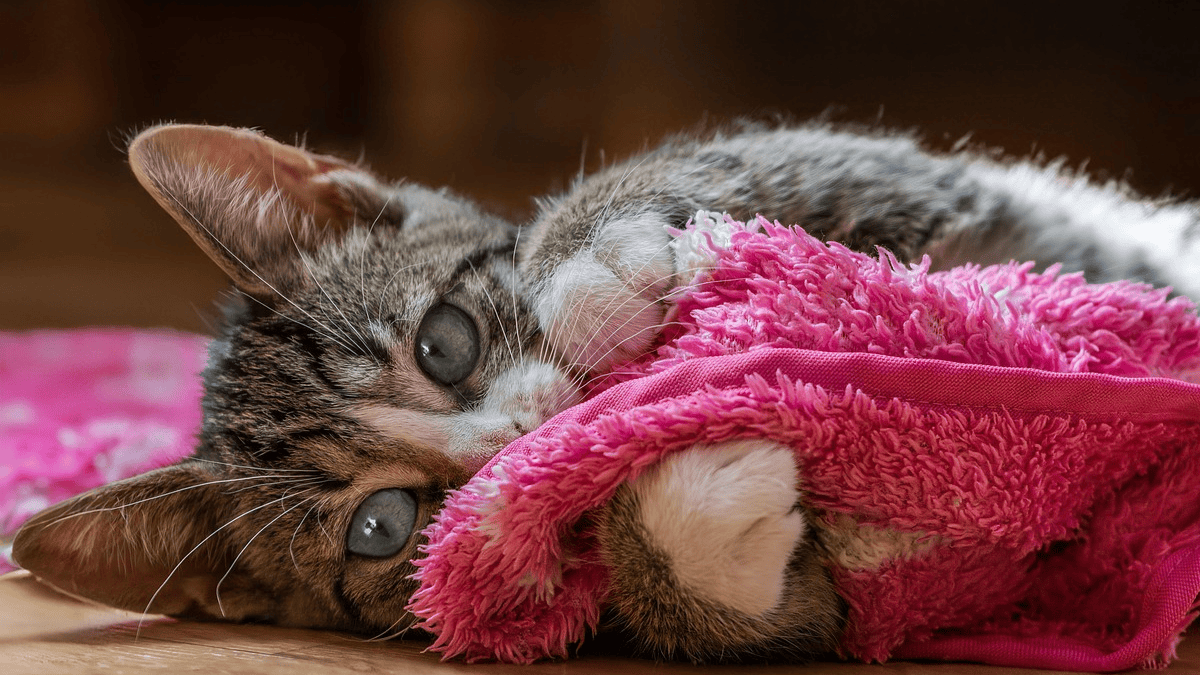 The secret language of cats: 12 unusual behaviors that indicate ...