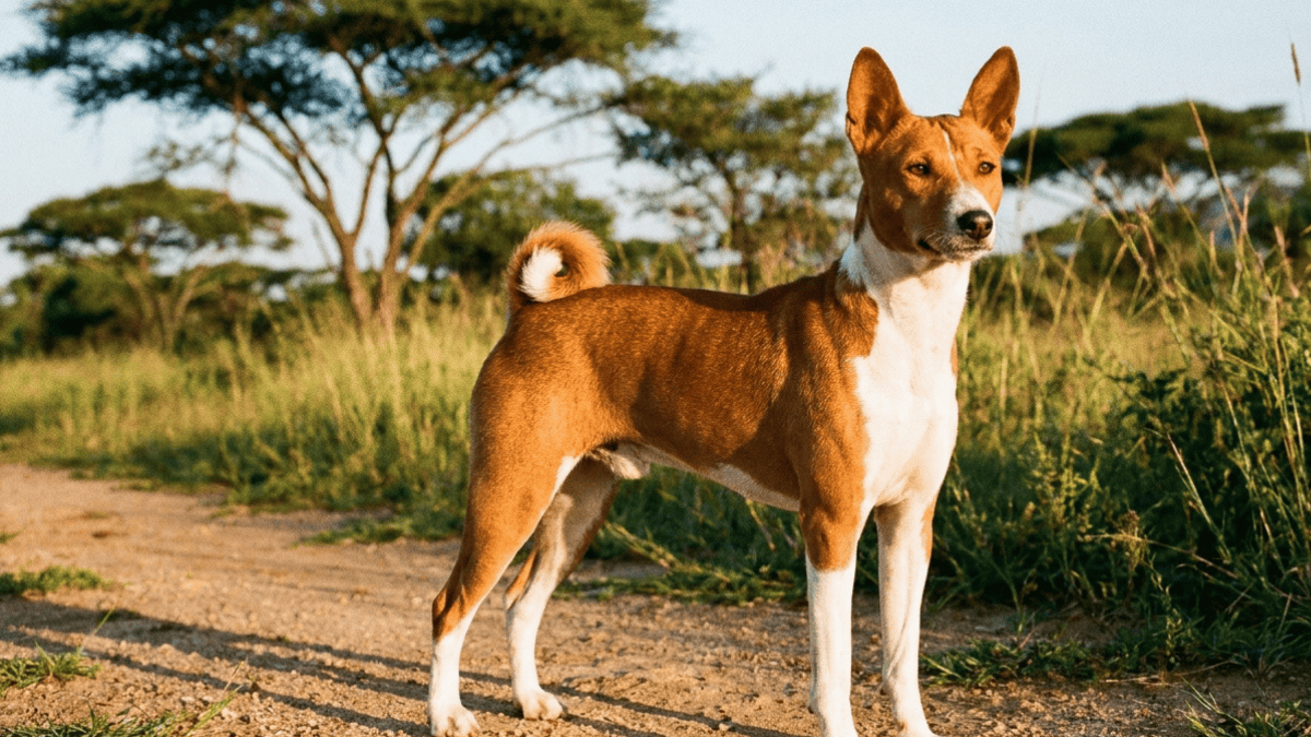 10 silent guardians: The dog breeds that rarely bark but always have ...