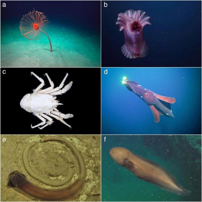 Scientists found a giant squid in Australia’s remote canyons, no ...