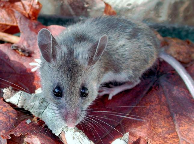 Hantavirus explained, how it spreads and symptoms to watch