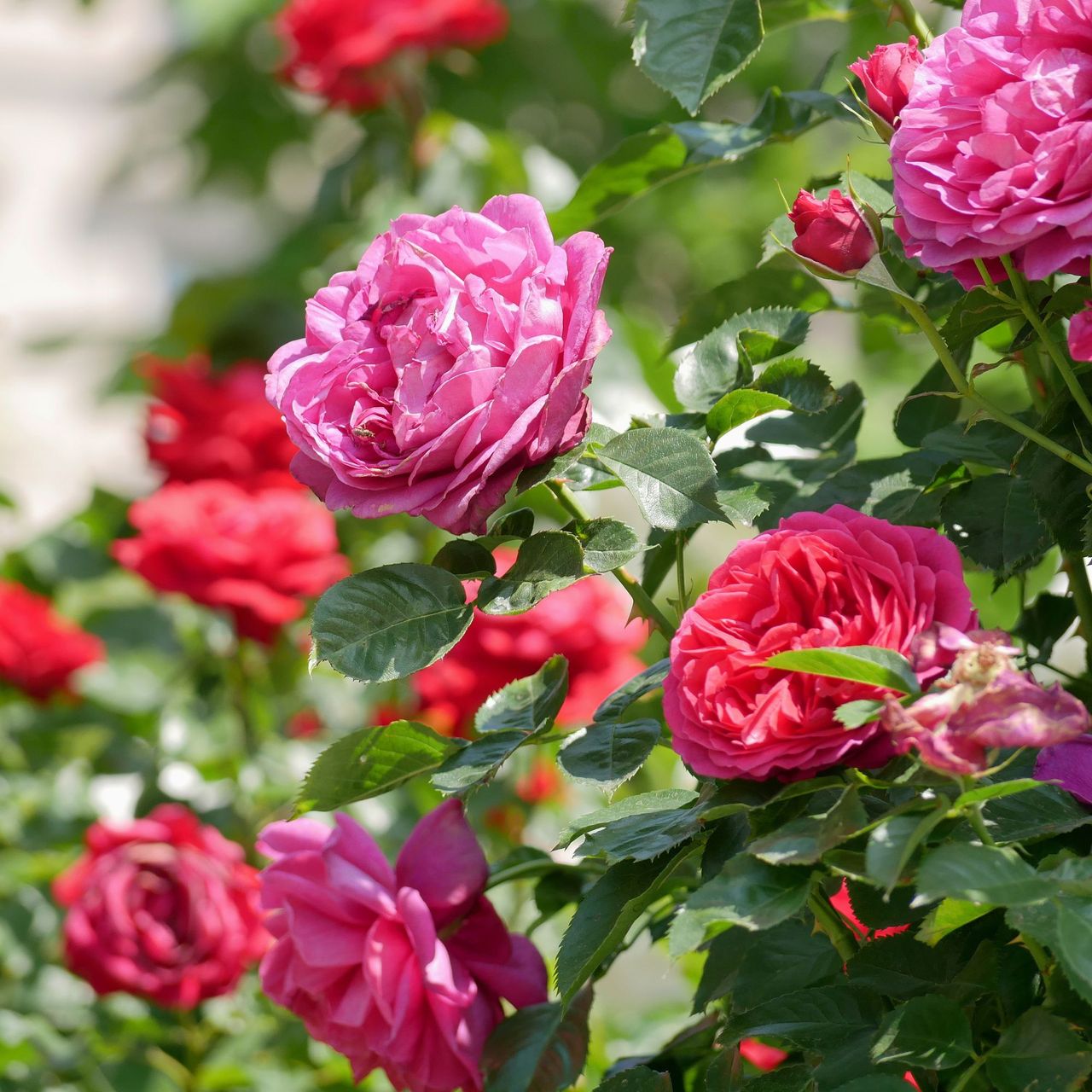 My husband is a professional gardener – and he'd never let me buy these ...
