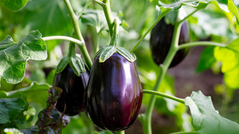 The biggest mistake you could make when growing eggplant in your garden