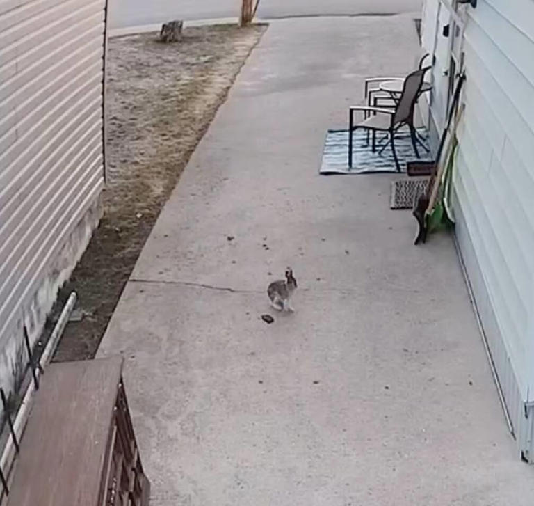 Man walking his dogs sees a rabbit run by — then realizes why he's in a ...